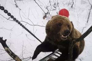 Защо да се криеш от мечка в дърво е лоша идея