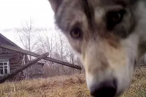 Lobos dominam a zona de exclusão de Chernobyl