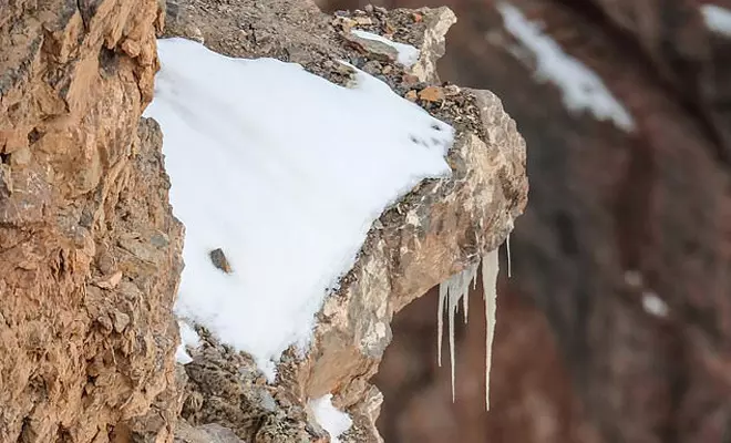 Trova il leopardo nella foto: travestimento in azione