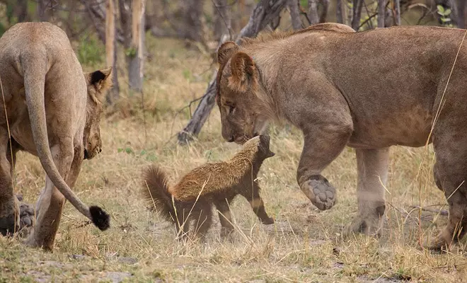 Tasso matto: un prepotente evitato dai predatori più pericolosi