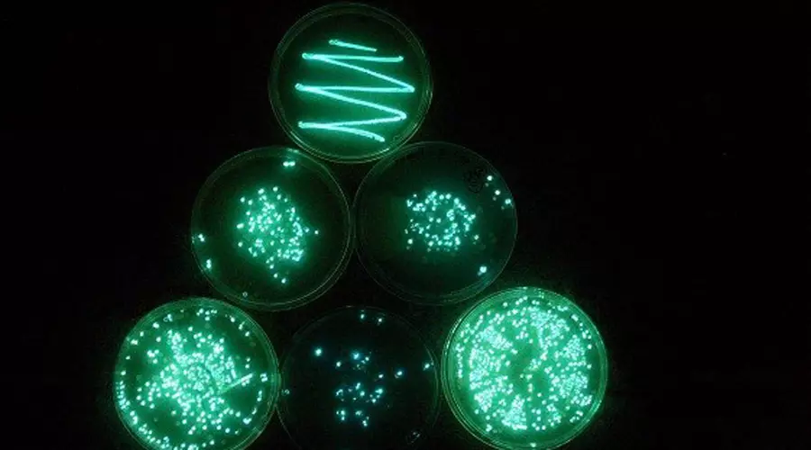 Tiefsee-Photosynthese Es mag kein Sonnenlicht auf dem Meeresboden geben, aber einige Bakterien in der Nähe von hydrothermalen Quellen nutzen das schwache rote Leuchten, um Photosynthese zu betreiben und Nahrung für sich selbst zu produzieren. Wissenschaftler versuchen immer noch herauszufinden, wie dies überhaupt möglich ist.