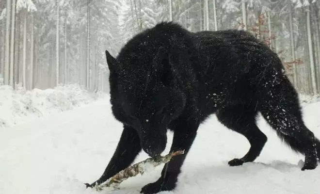 Nkhandwe yayikulu kapena werewolf: sewero lenileni la msaki woopsa