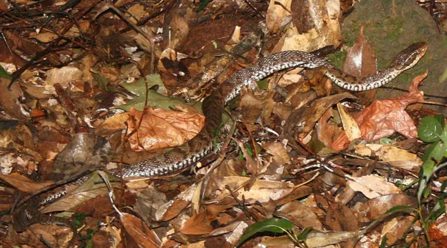 Ussuri shitomordnik Primorskas apgabalā tikšanās ar Ussuri shitomordnik ir tikpat vienkārša kā bumbieru lobīšana. Šī čūska nerada mirstīgas briesmas cilvēkiem, taču slimnīcā jums būs jāpavada nedēļa.