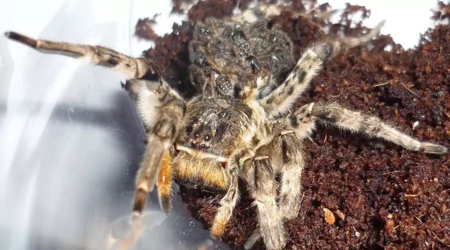 Dienvidkrievijas tarantula Dienvidkrievijas tarantula pamazām izplatās arvien lielākā mūsu valsts teritorijā. Iepriekš šo bīstamo zirnekli varēja atrast tikai Vidusāzijā, bet tagad tarantula jau ir pārmeklējusi Saratovas un Astrahaņas reģionus. Personai nav nāvējoša iznākuma pēc tarantulas koduma, bet gangrēna var attīstīties.