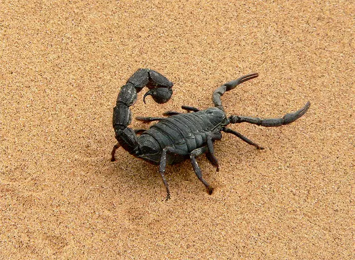 Täpiline skorpion Vastupidiselt levinud arvamusele ründab skorpion inimest ainult viimase abinõuna ja ainult enesekaitseks. Paljud skorpionid pole üldse nii ohtlikud, kuid see ei kehti kireva skorpioni kohta, kes elab Alam -Volga piirkonnas ja Krimmis.