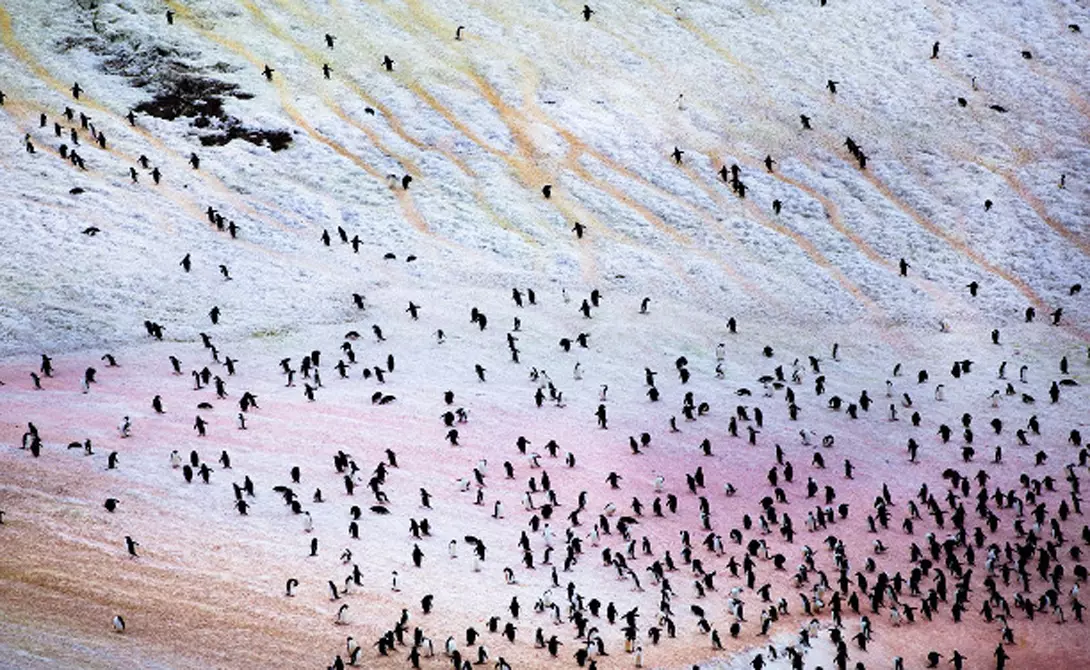 L'épaisseur moyenne de la glace antarctique est d'environ 1,6 kilomètre. 70% de toute l'eau douce sur Terre est collectée ici !