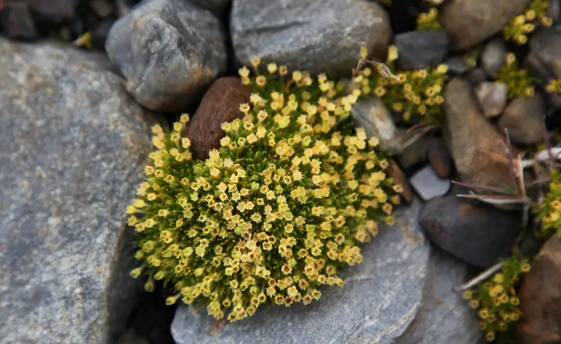 A pesar das temperaturas extremas, aquí crecen ata 1.150 especies de cogomelos.