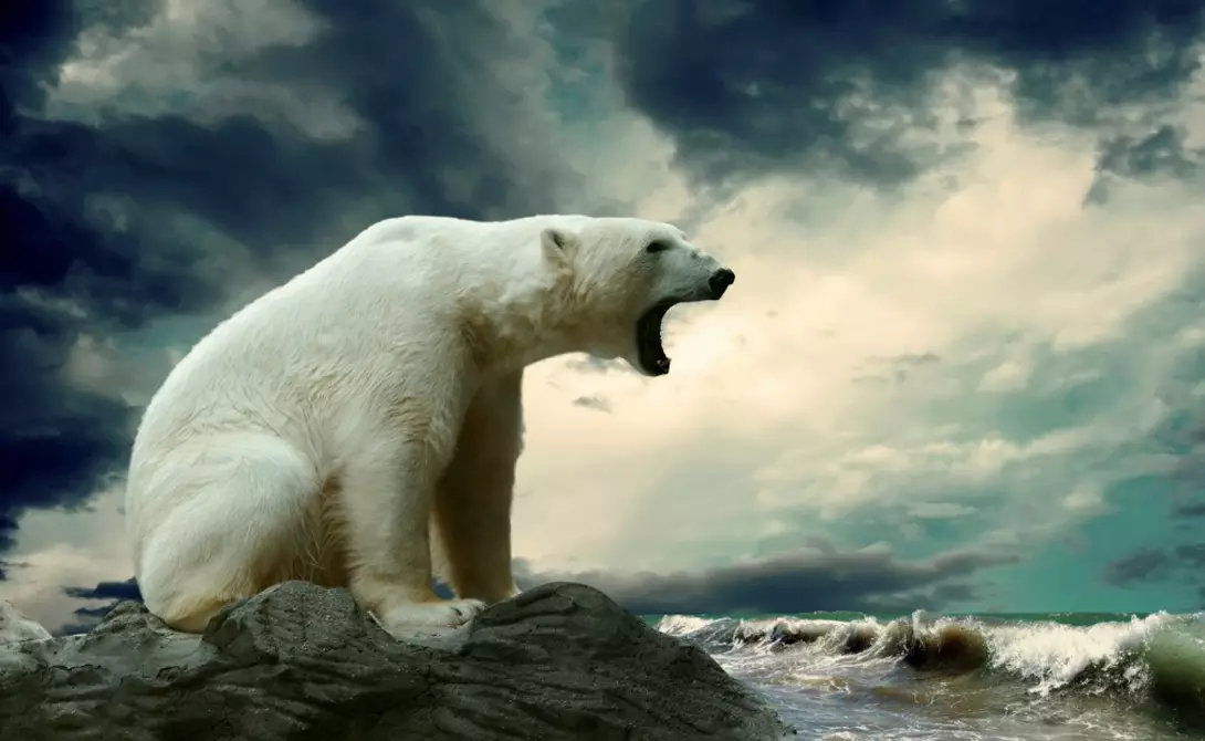 Il n'y a pas d'ours polaires en Antarctique. Suivez-les dans l'Arctique ou au Canada.