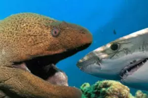 Moray eel vs shark at octopus