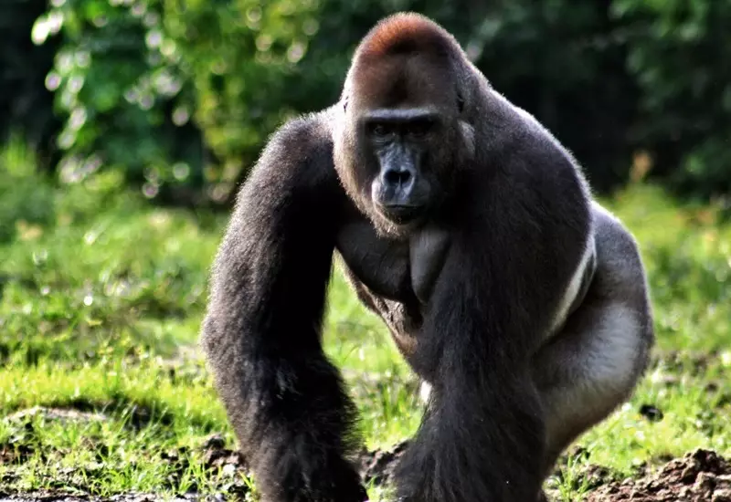 Große Primaten Anzahl: ca. 500.000 Hauptvorteil gegenüber Menschen: unglaubliche Kraft und Bewegungsgeschwindigkeit King Kong ist eine fiktive Figur, die mit einem Schlag einen Polizeihubschrauber niederschlägt. Aber eine halbe Million Gorillas auf unserem Planeten sind extrem real, sehr stark und gleichzeitig sehr intelligent. Alle großen Primaten (wie ihre jüngeren Cousins ​​​​im Affenreich, wie Schimpansen) laufen und springen besser als Menschen und bewegen sich besser durch Bäume als jede Katze. Die Stärke des Gorillas wurde noch nicht sicher gemessen - es gab Versuche, aber Selbstmordversuche. Einige Biologen, die in Tansania geforscht haben, glauben jedoch, dass die Menschenaffen bereits in ihre Steinzeit eingetreten sind. Glücklicherweise streiten sich Affen sehr gerne untereinander - der Krieg ihrer Stämme kostet so viel Kraft, dass sie den Menschen bald keine Aufmerksamkeit schenken werden.