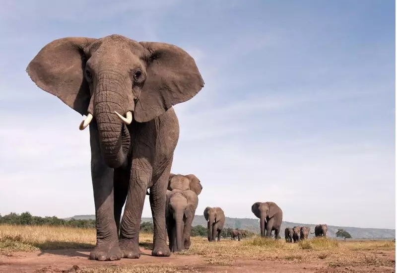 Anzahl der Elefanten: ungefähr 500.000 Hauptvorteil gegenüber dem Menschen: erstaunliches Gedächtnis Da der Elefant im Wesentlichen ein biologischer Panzer ist, ist es besser, ihn nicht nervös zu machen. Urteilen Sie selbst: Männchen wiegen bis zu sechs Tonnen, haben eine kugelsichere Haut, können eine Betonwand durchdringen und sicherlich eine Person mit dem Rüssel schlagen. Das Problem ist, dass während der Paarungszeit der Testosteronspiegel bei Männern um das 60 (sechzig)fache stark ansteigt. Gehen Sie niemals den Elefantenpfad, es sei denn, dies ist unbedingt erforderlich. Das ist nicht noch schlimmer, aber die Tatsache, dass sich Elefanten mindestens in der dritten Generation an Täter erinnern. Wenn der Elefant nicht beleidigt ist, wird er glücklicherweise der Person keinen Schaden zufügen.