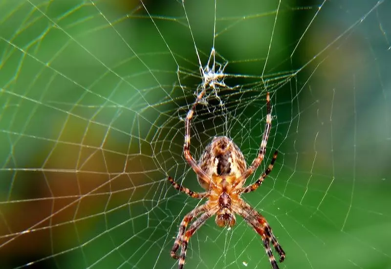 Spider Zuelen: net ze zielen Den Haaptvirdeel iwwer Mënschen: erschreckend Spider sinn a bal all Heem op all Kontinenter. Laut Biologen iessen d'Spannere méi Protein Iessen all Joer wéi d'Gesamtgewiicht vun der ganzer Mënschheet. Si sinn natierlech gebuer aachtäeg Jeeër, a si sinn onversättbar. Glécklecherweis sinn verschidden Aarte vu Spannere am Krich a kënne sech net géint eis vereenegen. Awer sidd sécher: wärend Dir liest, gëtt Dir gekuckt.