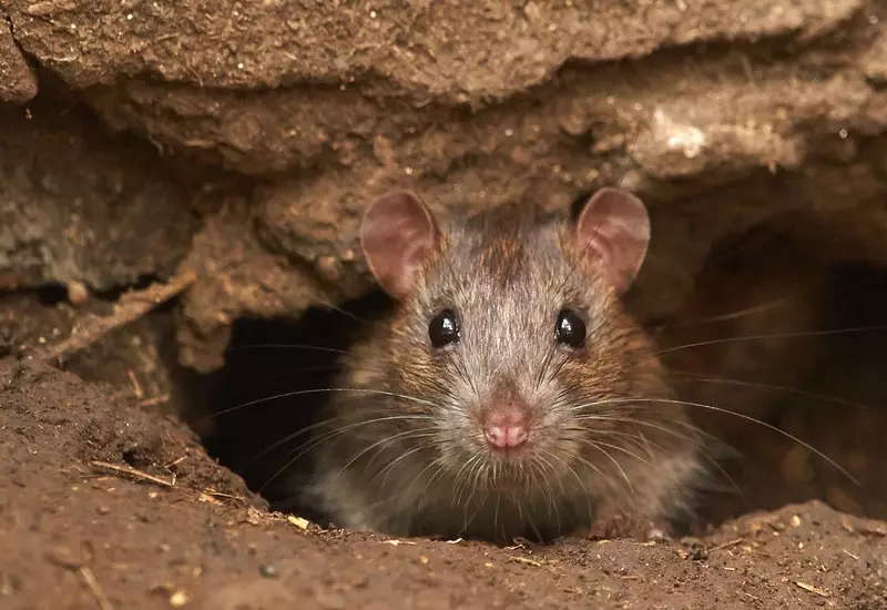 Ratten Zuelen: net ze zielen, awer et ginn definitiv méi Ratten wéi d'Leit Haaptvirdeel: Adaptabilitéit un all Ëmfeld Mamendéieren wéi Dir a mir - awer mir wäerte net iwwerrascht sinn ze léieren datt Ratten aus héichstäerktem Metal sinn. Si iessen bal alles, Gëft huet keen Effekt op hinnen (schonn an der drëtter Generatioun entwéckelen Ratten voll Immunitéit). Si multiplizéieren mat engem enormen Taux. A Stied hu Ratten keng natierlech Feinde wéi Autoen. Si si ganz intelligent an schaffen ëmmer zesummen. An Zäite vun Honger fir Leit hu Ratten sech gewinnt fir Lager ze klauen. D'Männer leien um Réck, an d'Weibercher hunn d'Këschte mat Poulet Eeër opgemaach a suergfälteg d'Ee laanscht d'Kette laanschtgoungen. D'Ratten ware frou a séier geléiert souguer Kaffisbounen ze klauen. Glécklecherweis sinn Ratten net nëmmen eng Bedrohung, awer och e Virdeel: een muss Schrott fir eis sammelen.