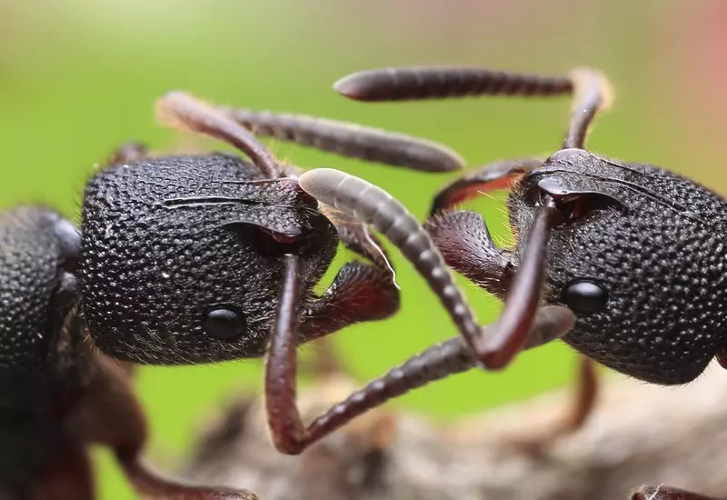 Ants Bevëlkerung: no e puer Schätzungen, 100 Billioun vu verschiddenen Arten Haaptvirdeel iwwer Mënschen: gebierteg Selbstorganisatioun Ants hu keen Instinkt fir Selbstkonservatioun. D'Mier existéiert net vu sech selwer - nëmmen an hirer eegener Gesellschaft. En Hütt ass ganz ähnlech wéi eng utopesch mënschlech Gesellschaft, an dofir ass et geféierlech. All Ant vun der Gebuert huet e Beruff: Aarbechter, Militär, Supervisor. Déi bescht Beschreiwung vun de Mierer gehéiert dem brasilianesche Reesender Jose Rivera: „Säi Gejäiz war méi schrecklech wéi de Kreesch deen den Ufank vum Krich ugekënnegt huet: - Ants! Mier! " Ants! Dëst bedeit datt d'Leit direkt hir Aarbecht musse verloossen, hir Haiser verloossen, hire Wee fir zréckzéien an iwwerall Refuge sichen. Et war eng Invasioun vu bluddegsten Tambocha -Mierer. Si zerstéieren grouss Flächen, virukommen mat engem Kaméidi wéi de Rumble vun engem Feier. Ähnlech wéi wingless Wasps mat engem roude Kapp an engem schlanken Kierper, si schrecklech mat hirer Zuel an hirer Gluttony. Eng déck sténkend Welle sippt an all Lach, an all Spalt, an all Huel, an de Blieder, Nester an Näschen, verschwënnt Tauben, Ratten, Reptilien, Mënschen an Déieren op de Fluch ze bréngen ... Dunn huet ee geduecht datt jidderee gefaang huet: gerett ginn. Si hu léiwer Leech wéi Mierer gär an hu sech an engem klenge Pool zréckgezunn, an si bis an den Hals gestiermt. Glécklecherweis sinn Ant Flocken ëmmer a Feindlechkeet mateneen, a wann Dir hir Mierstack net zerräissen, gi se Iech net opmierksam. Eng Ausnam ass déi rout tropesch Mier Tambocha, déi alles am allgemengen iessen, och Leit, a wou se laanschtgoen, verschwannen all Liewewiesen.