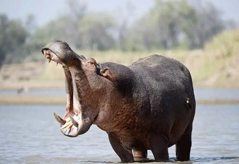 Hippopotamuses Zuel: no verschiddene Schätzungen, 125-150 dausend. Den Haaptvirdeel iwwer Mënschen: déi gigantesch Taille Gréisst an déi gläich béis Natur vun Hippos si vill méi kleng wéi d'Leit. Den numeresche Mangel ass méi wéi kompenséiert duerch d'Gewiicht vun dräi Tonnen a Misanthropie. An Afrika ass dëst dat geféierlechst Mamendéier. Si bissen Krokodillen an der Halschent, a Leit an hirem richtege Geescht kommen net emol op en eenzegen Hippo. Biologen hunn nach net erausfonnt firwat Hippos Krokodil iessen. Et gëtt eng Versioun datt se et maachen einfach well se kënnen. Glécklecherweis sinn Hippos phlegmatesch, a wann net rosen, bleiwen se an hire Sumpf.