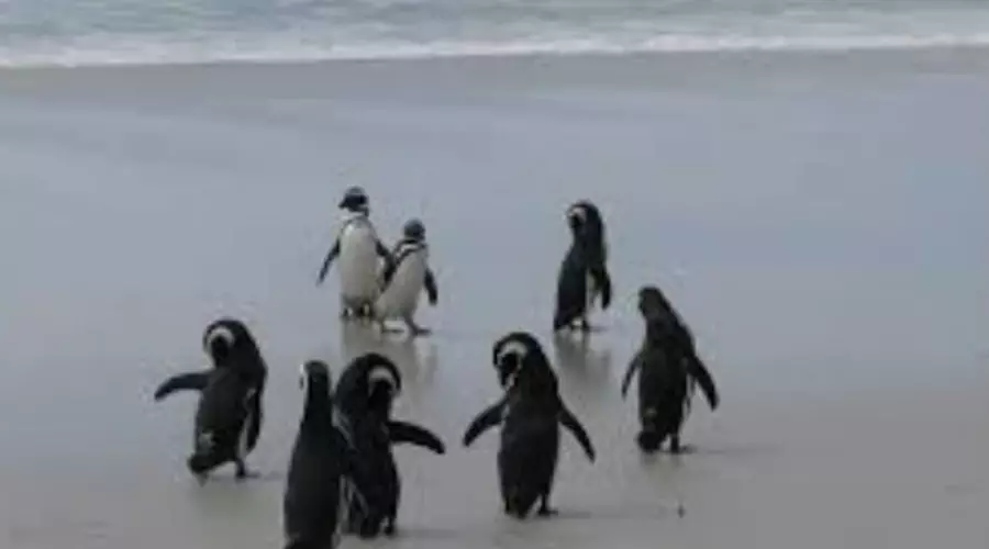 Heard Island Beach Australien Politisk hører Heard Island til Australien, men geografisk er det meget tættere på Antarktis. Dette er et af de mest afsidesliggende steder i verden. Øens strand er omgivet af massive gletschere. Det vildledende klima har allerede overrasket turister flere gange: i løbet af de sidste ti år er 20 mennesker døde her.