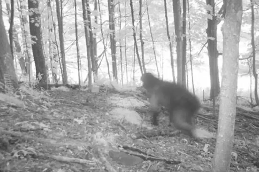 Bigfoot Salaperäinen olento, joka otettiin kameralle kesäkuun 2011 iltana. Peto juoksi metsän läpi niin nopeasti, että valokuvaan jäi vain epäselvä siluetti. Katso tarkasti, hän näyttää paljon Bigfootilta.