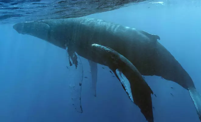 Uno stormo di orche prende di mira un cucciolo di balena e riceve un feroce rifiuto