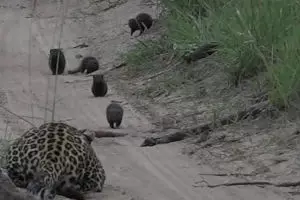 Očajni mungos naučio je leoparda lekciju