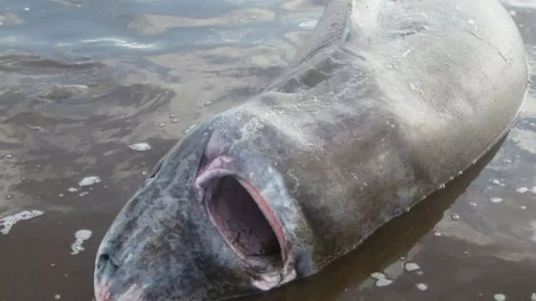 Polarni medvjed Kanadski okeanografi slučajno su uhvatili ovu polarnu ajkulu 2011. Životni vijek polarne ajkule doseže dvjesto godina i hrani se bilo čime. U ovom želucu, na primjer, naučnici su pronašli gotovo cijeli polarni medvjed.