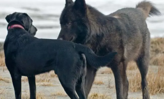 オオカミが犬に近づきました：飼い主は見ることしかできませんでした