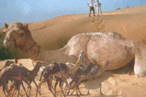 Syrian camel: a humpbacked giant that was larger than elephants