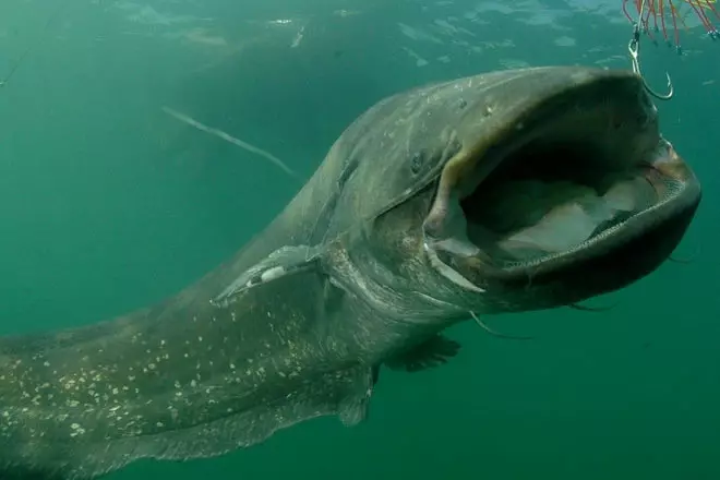 Poissons anormalement gros pêchés dans les rivières de Russie