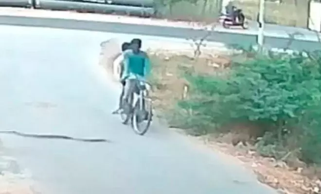 Cobra arrastrouse cara á estrada e perseguiu unha bicicleta