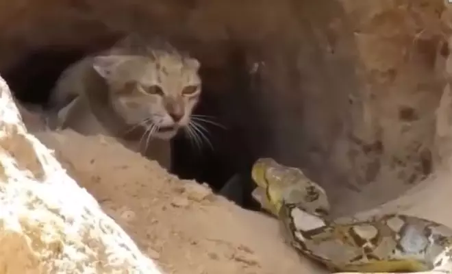 Seekor kucing pemberani tidak takut berkelahi dengan ular berbisa dan menyelamatkan anak-anak kucing