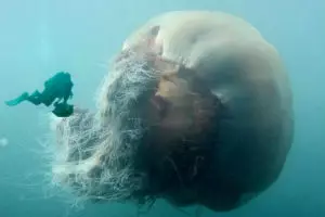 Τα πιο δηλητηριώδη πλάσματα του ωκεανού