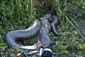 Anaconda beraksi: predator 15 meter melawan seluruh Amazon