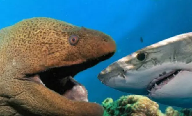 Ushaka wayehlola le ndawo wahlangabezana ne-moray eel