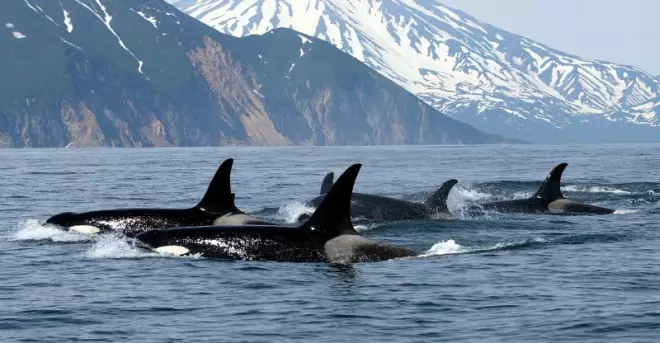 Chasse à l'épaulard : une meute de loups de mer que même les requins évitent