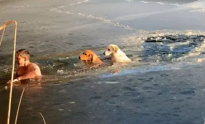 Twee honden vielen in ijskoud water, maar een Siberiër kwam te hulp