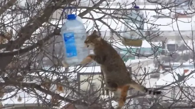 Voronezh extreme Katze stiehlt Fett von Baumfuttern