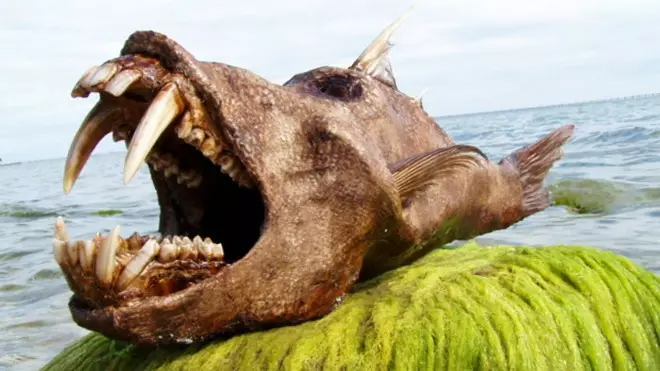 Ocean Monsters, der kom fra en anden planet