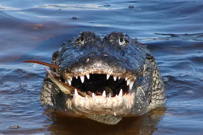 Intonganya za alligator nini zarangiye mu birori bya eerie imbere ya ba mukerarugendo batangaye. Video