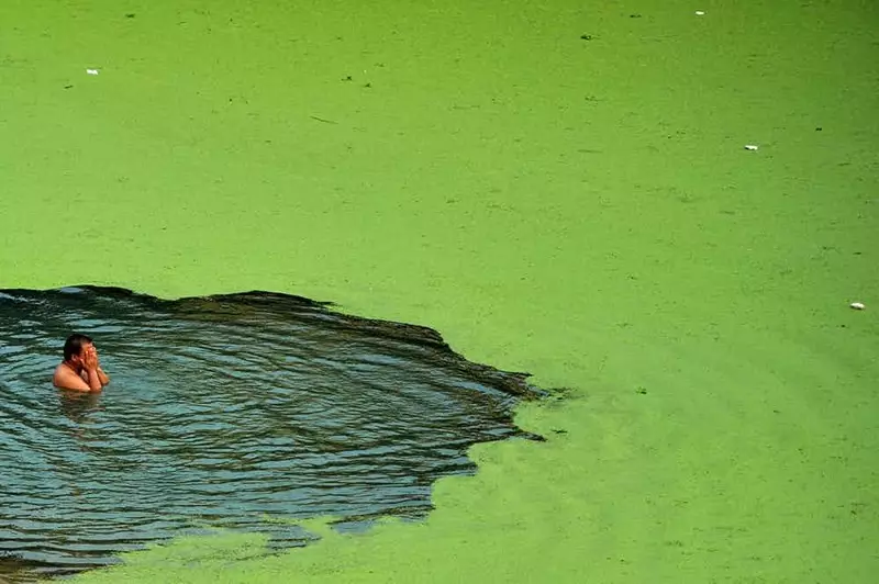 Han Kina Industriellt avlopp har förvandlat Han -flodens vatten till ett träsk. Ett tjockt lager alger täcker hela flodens längd.