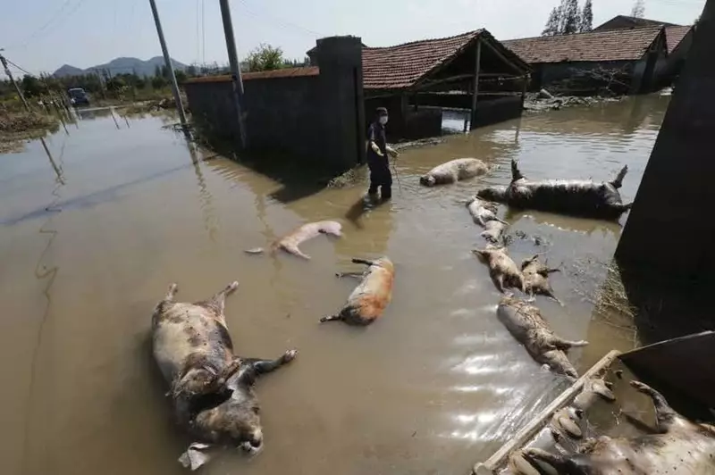 Huangpu Kina År 2013 dumpade kinesiska bönder från Shanghai nära 16 000 griskroppar i Huangpu, vilket ledde till en skandal utan motstycke. Floden är fortfarande den främsta dricksvattenkällan för Shanghai, men fabriker och fabriker i Mellanriket häller fortfarande giftiga kemikalier i den.