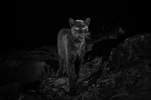 Black leopard: rare predator caught on camera for the first time in 100 years