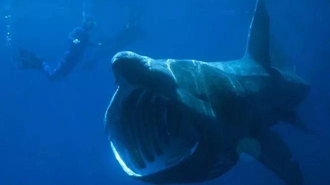 A huge fish rose from the depths and swallowed a shark in front of the divers