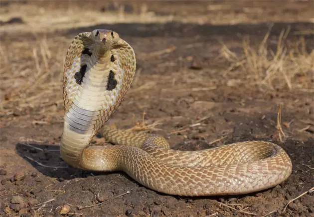 ವಾಕ್ ಮಾಡಲು ಆಫ್ರಿಕಾಗೆ ಹೋಗಬೇಡಿ