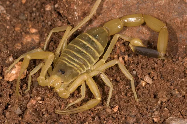 ವಾಕ್ ಮಾಡಲು ಆಫ್ರಿಕಾಗೆ ಹೋಗಬೇಡಿ