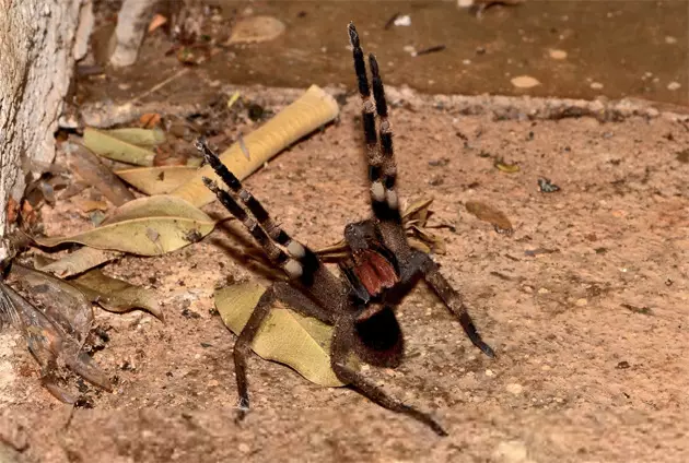 N'allez pas en Afrique pour une promenade