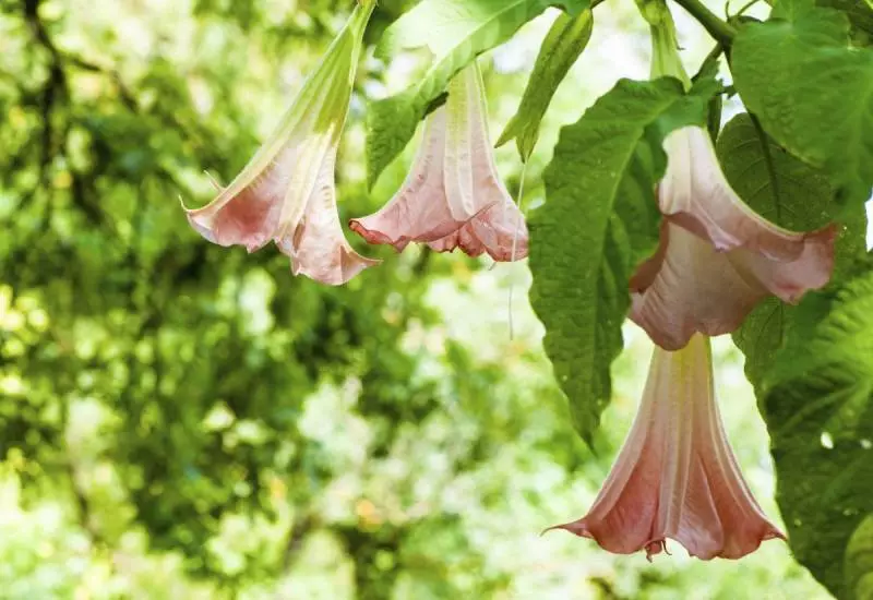 Ƙaho na Mala'ikan Blooming Datura ko Ƙaho na Mala'ikan, kamar yadda ake kira shi wani lokacin, ba shi da laifi kamar yadda sunansa zai iya ba da shawara. Gashinsa na iya haifar da hauka - cikakkiyar rashin iya rarrabewa tsakanin gaskiya da almara, da kuma amnesia. An daɗe ana girma don samun guba da ake amfani da ita a Turai don kisan kai da kashe kansa.