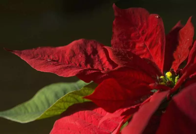 Poinsettia Poinsettia ba ta da haɗari kamar sauran tsirran da ke cikin wannan jerin, amma har yanzu tana iya cutar da ku sosai. Musamman idan kuna son ɗauka da baki ta baki. Ruwan madara yana haifar da mummunan guba, tare da amai da gudawa. Ana ba da shawarar a kiyaye shi daga isa ga yara da dabbobin gida.