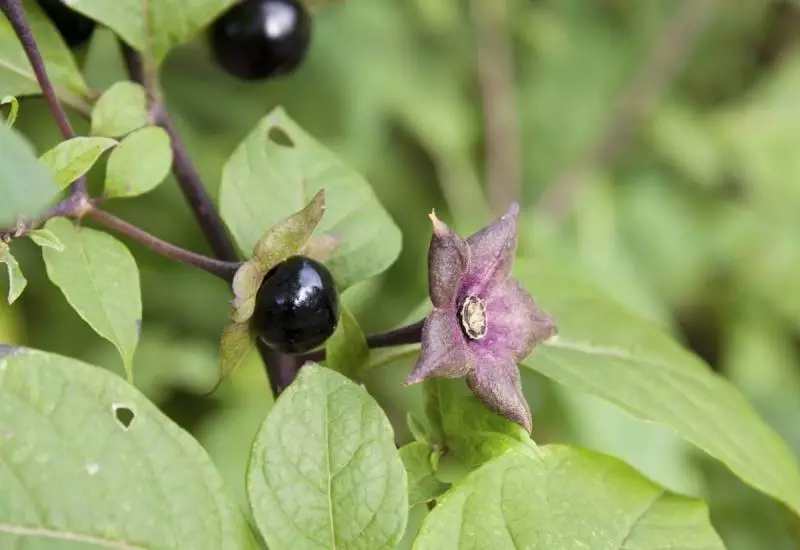 Belladonna Belladonna er også kendt som belladonna eller djævelbær. Hvert organ i denne plante - blomster, blade, rødder og især bær - er yderst giftigt. Atropin, et toksin i belladonna, forstyrrer respiratorisk regulering og kan forårsage hjertestop. I gamle dage lagde damer belladonnajuice i øjnene for at tilføre en særlig glans.