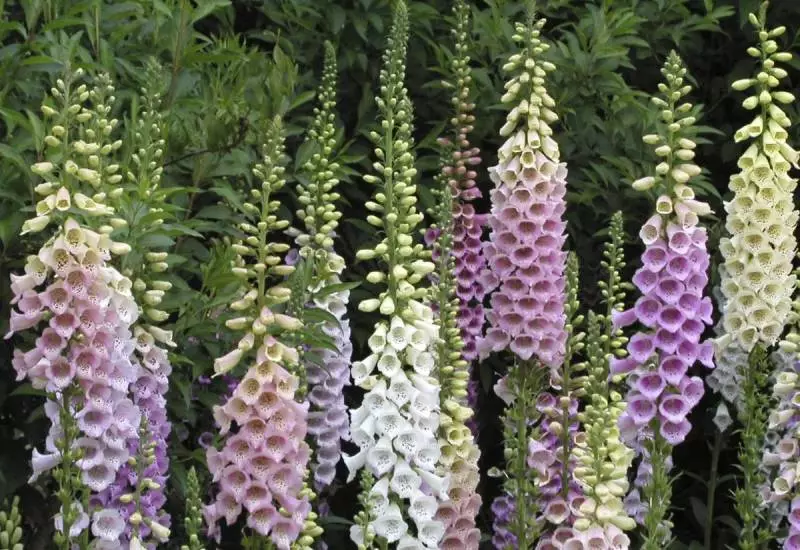 Foxglove Disse planter bør helt sikkert fjernes fra alle haver. Hold dig væk fra dem under blomstring. De stoffer, hvormed plantens øvre blade er særligt rige, skønt de bruges i medicin, fører i store doser til en bestemt død. Foxhandske er især farlig for små børn og kæledyr.