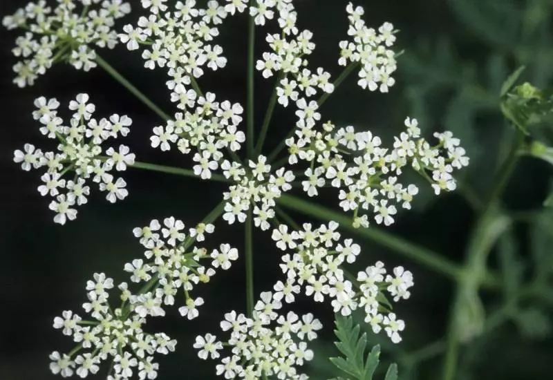 Hemlock Denne giftige blomst indeholder en enorm mængde alkaloider, der er dødelige hos mennesker ved at påvirke nervesystemet. Giften opnået fra denne plante er sandsynligvis den mest berømte i historien. Det var ham, der dræbte den berømte gamle græske filosof Sokrates.