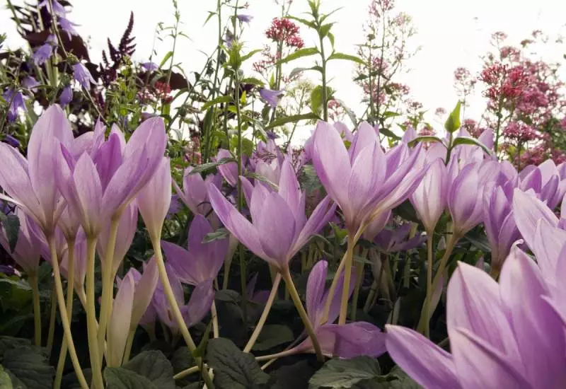 Crocus Yoki kuzgi safron - dunyodagi eng xavfli o'simliklardan biri. Crocus tarkibida kolxitsin, odamlar uchun halokatli zahar bor, ular uchun antidot yo'q. Kolxitsin bilan zaharlanish qon bosimining keskin pasayishiga va natijada yurakning to'xtashiga olib keladi.